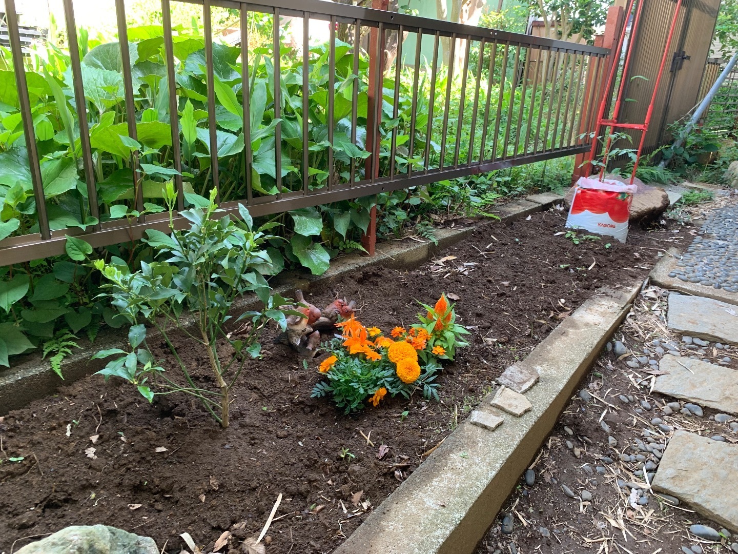 20250513: まっちゃの庭